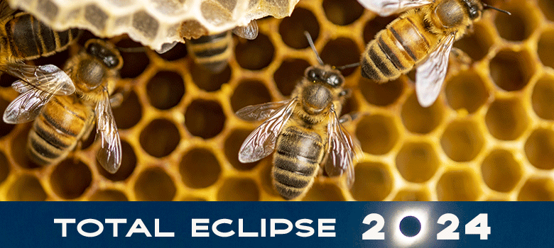 UTSA professor discusses bee behavior during eclipses - UT San Antonio ...