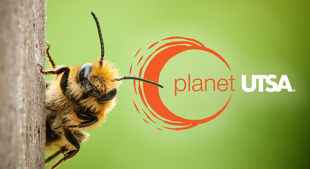 Planet UTSA: Ferhat Ozturk offers the buzz on bees’ eclipse behavior ...
