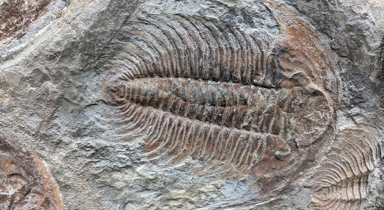 Compound in 500-million-year-old fossils sheds new light on Earth’s ...